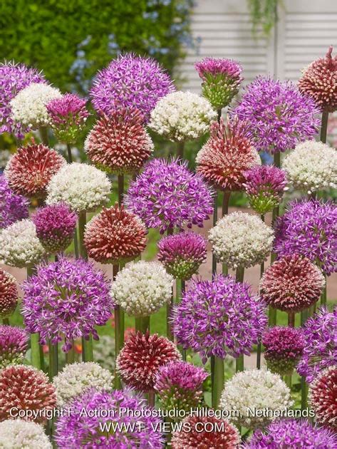 Jm Van Berkel Bv Allium Mix