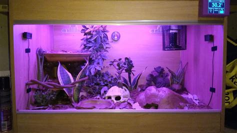 Best Bioactive Substrate For Ball Python Maricruz Dutton