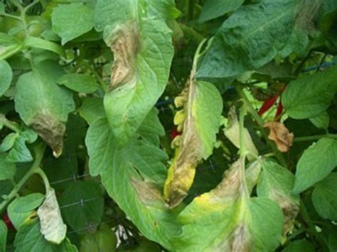 Симптоми на алтернария по доматите Зеленчуци Български Фермер