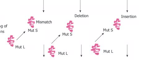 Mechanism Of DNA Mismatch Repair Figure Shows How DNA Mismatch Download Scientific Diagram