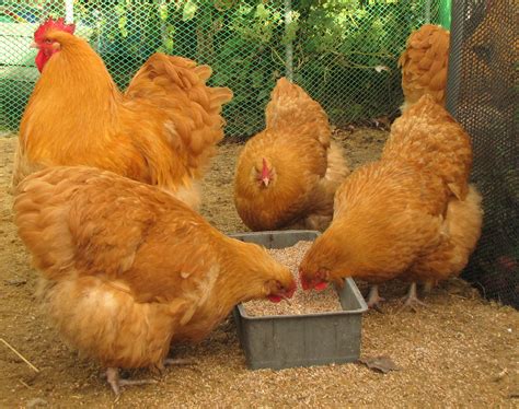 Types Of Buff Orpington Chickens At Koby Chapple Blog