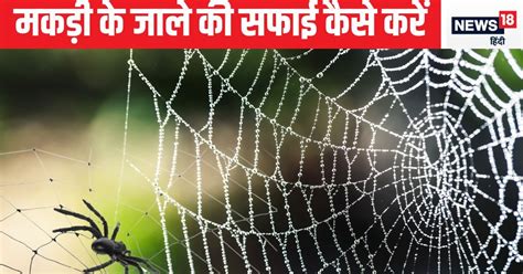 घर में नहीं दिखेगा एक भी मकड़ी का जाला सफाई के समय कर लें ये आसान काम दीवारें सालभर रहेंगी साफ