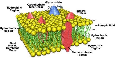 Plant Life Membrane Structure