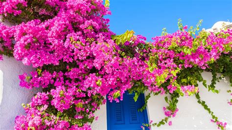 Yellow Bougainvillea Hd Wallpapers