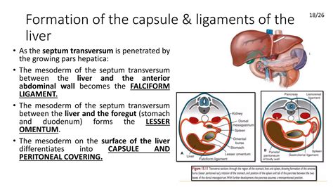 Embryology Of Liver Pptx