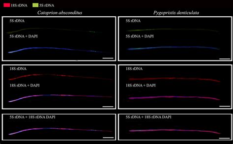 Fiber Fish With 18s Red And 5s Green Rdna Dapi Blue Scale Bar