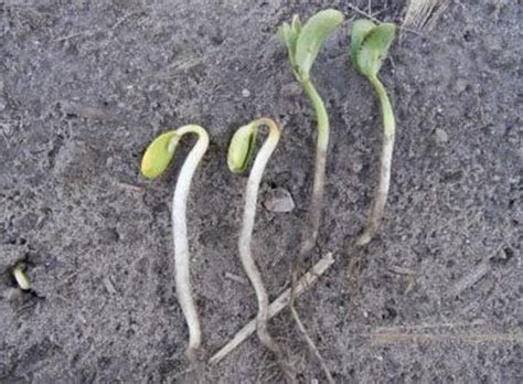 Soybean Planting Depth Matters Michigan Farm News