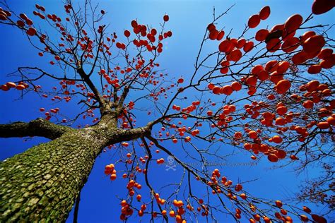 감나무 청도 홍시 홍시가 익어가는 계절입니다 주변어딘가에 잘익은 홍시가 있는지 눈여겨 보세요~~ 몰래 따먹으면 맛은있는데 잡 신재수清明사진한컷
