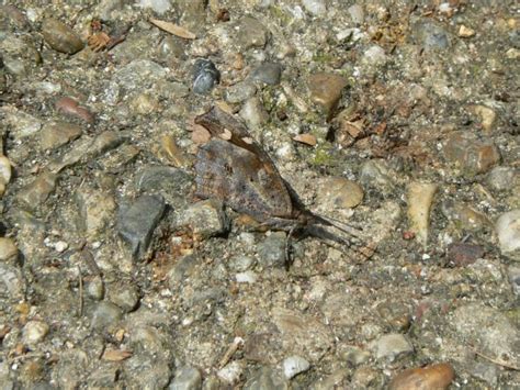 MASATOの開発日記 箕面公園その1