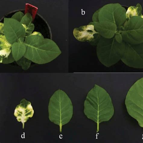 Effect Of Vigs On Leaf Pigments Of Nicotiana Alata A And Nicotiana