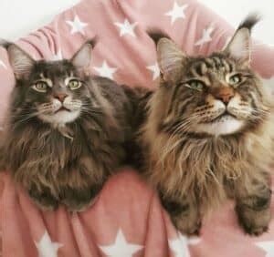 37 Gorgeous Tabby Maine Coon Cats Classic Patterns