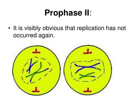 Prophase 2 Meiosis