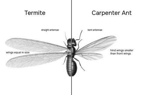 Carpenter Ants Vs Termites Key Differences You Should Know