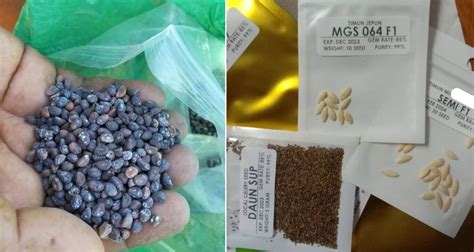 Tip Beli Biji Benih Kena Tahu Dulu Jenisnya Hybrid Hasil Elok Tapi Boleh Tanam Sekali Saja
