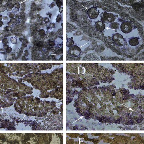 Yayu Wang Shanghai Ocean University Pudong Shou Guiling Wang