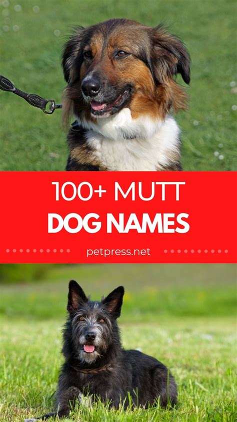 Best Mutt Dog Names 100 Names For Your Mixed Breed Pooch