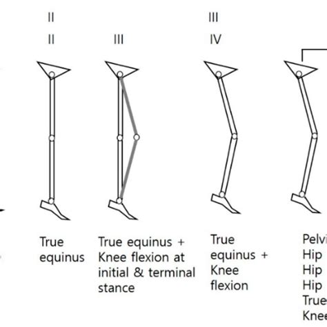 The Winters Classification Modified And Reproduced [23 26] Download Scientific Diagram