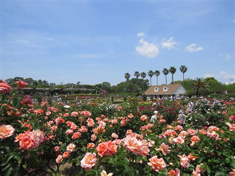 谷津バラ園