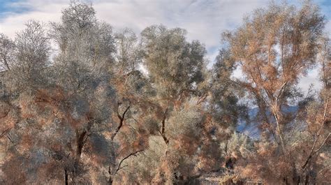 Palm Springs Exhibition Highlights California Deserts Iconic Smoke Tree