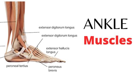 Ankle Anatomy Muscles Foot And Ankle Anatomy Golden State Orthopedics