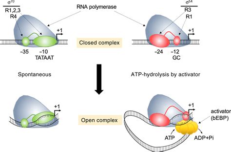 Transcription Promoter