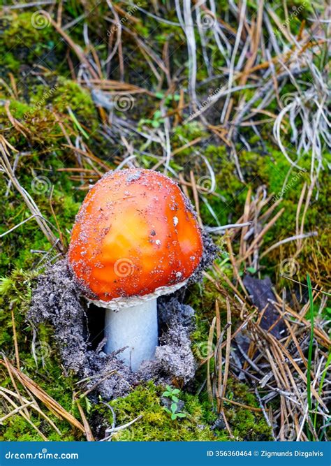 Moss Ground Ambient Occlusion Map Texture Grayscale Ao Map Royalty