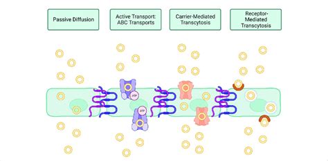 Passive Diffusion Medicinal Chemistry Basics All You Need To Know
