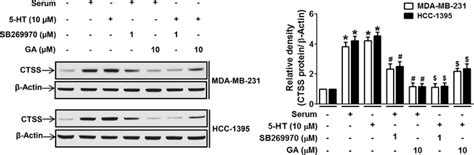 5 Ht And Gfr Signaling Enhanced Ctss Expression In Tnbc Hcc 1395 Cells Download Scientific