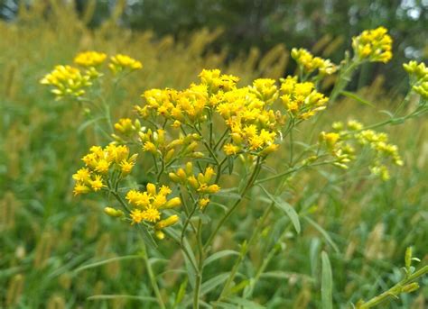 Euthamia Graminifolia Hummingbird Hill Native Plant Nursery