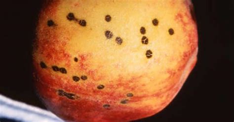 Scab Of Peach Nectarine Plum And Apricot Ohioline