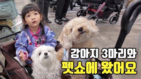 누가 강아지고 누가 사람이야 아기 브이로그 육아 Youtube