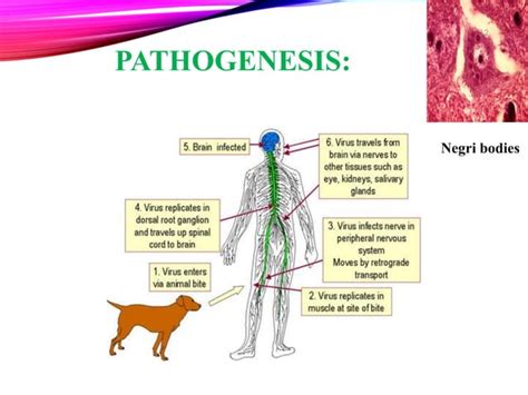 Rabies Pdf Infectious Diseases Diseases And Conditions