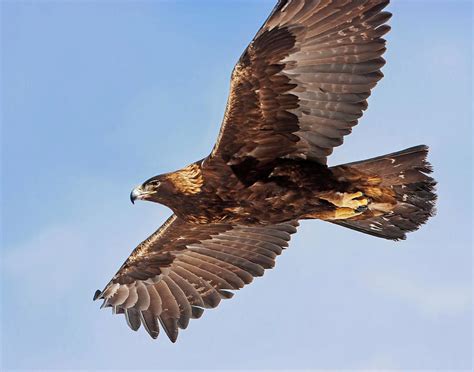 Golden Eagle Body Above And Beyond Body Arts Zqkx
