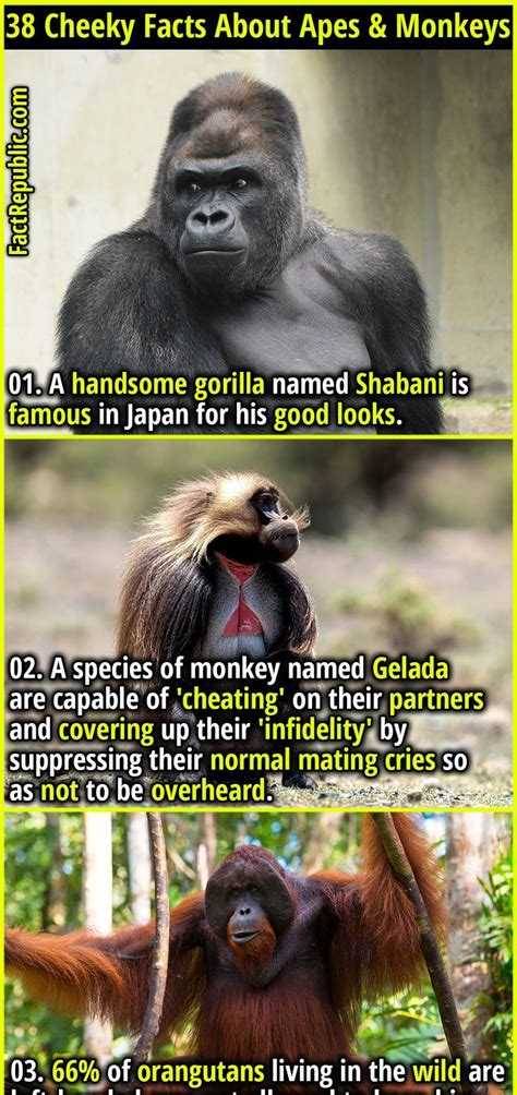 38 Cheeky Facts About Apes And Monkeys You Should Know Fact Republic