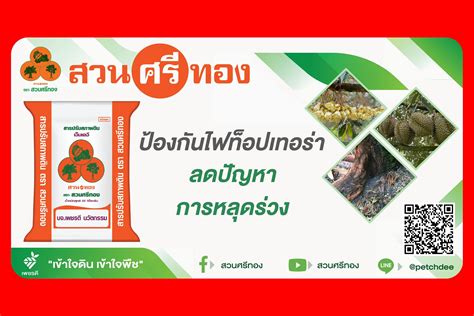 เพชรดี นวัตกรรม ⛈️🌧️ ฝนตก ฟ้าปิด ⛈️🌧️ 💥ดอกร่วง 💥ดอกหล่น Facebook