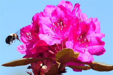 Stinger Plants Garden Bugs Stinger Plants Garden Bugs