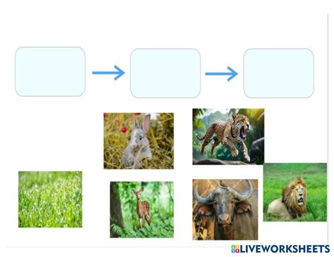 7668682 Drag And Drog Hoàng Thị Liên Liveworksheets