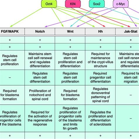 Key Developmental Signaling Pathways Regulated By The Core Stem Cell
