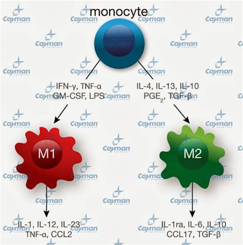 巨噬細胞活化 Macrophage activation 小小整理網站 Smallcollation