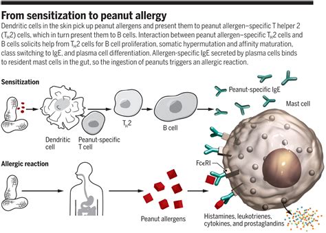 Peanut Allergenspecific Antibodies Go Public Science