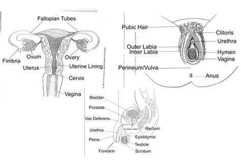 Sex Education Anatomy Review Diagram Quizlet