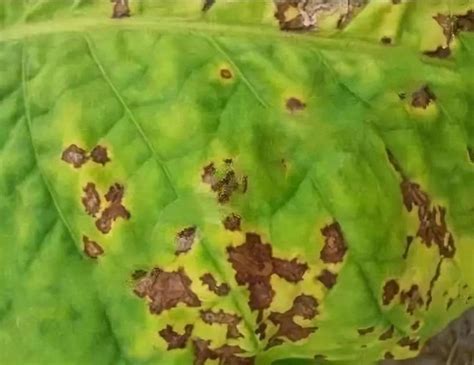 河南烟草病虫信息2021年第七期烟草叶斑类病害识别与防控 烟草所