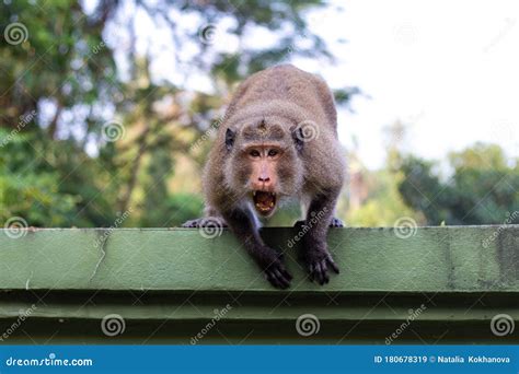 Monkey Bared Its Teeth And Tries To Attack Stock Image Image Of