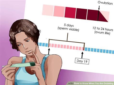 6 Ways To Know When You Are Ovulating WikiHow Health