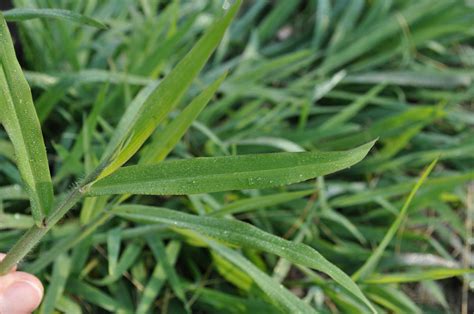 What Does Crabgrass Look Like
