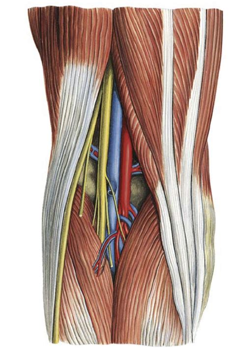 Contents Of Popliteal Fossa Diagram Quizlet