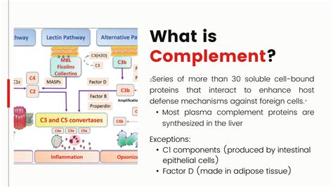 SOLUTION Complement Pathway Studypool