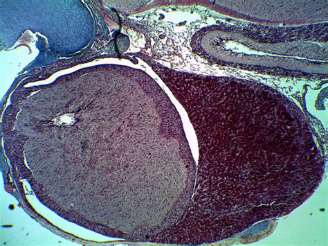 Bio 202 Practical Histology Part 2 Flashcards Quizlet