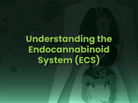 The Endocannabinoid System A Detailed Guide Planted