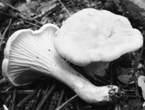 ბუნების საჩუქარი კვირის პალიტრა